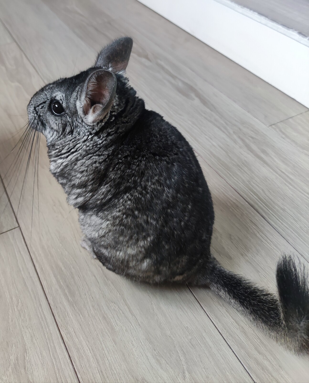 花沫 (@huamo@trpg.cloud) - 团象